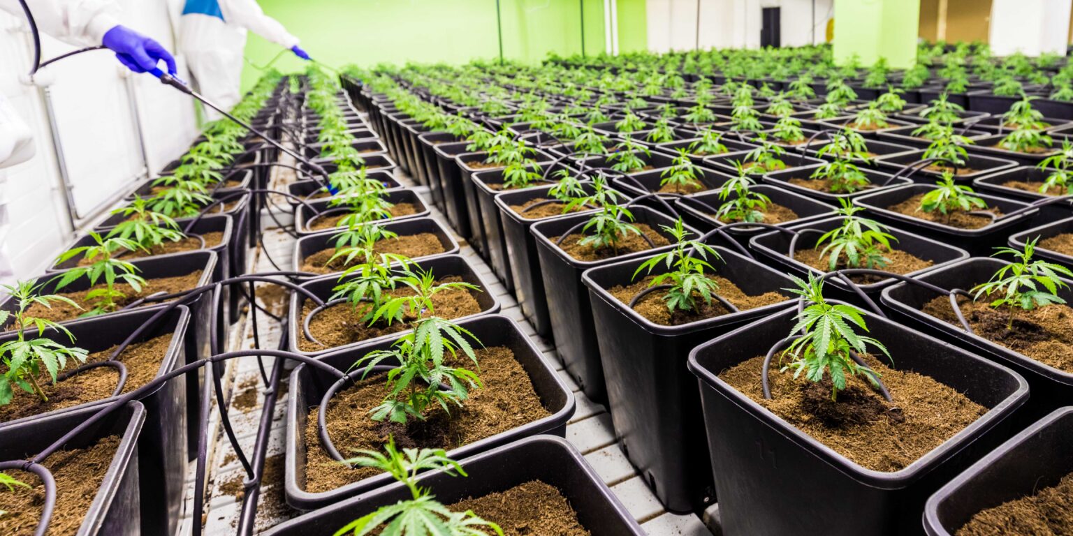 Securing Funds for Success: Cannabis Real Estate Loan Tips - CANNA ...